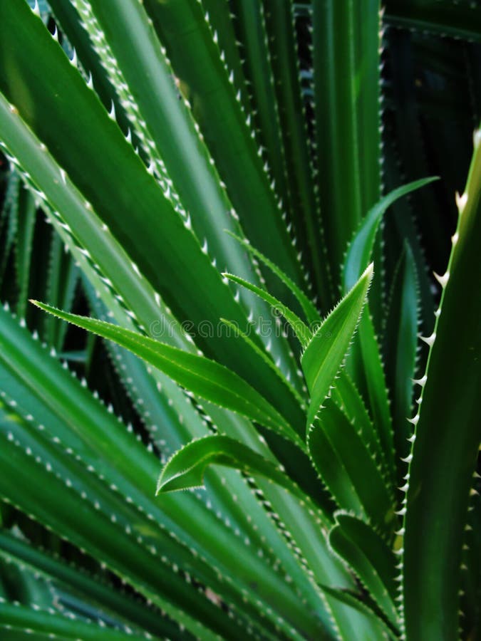 Fruit of pine tree stock image. Image of pine, agriculture - 9384251