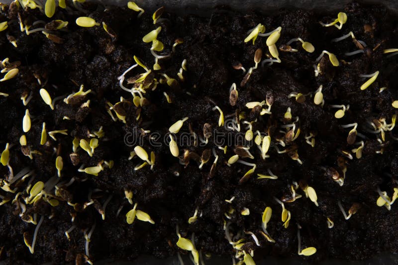 Sprout Shoots of Flax on the Ground Stock Photo - Image of shoot, dirt ...