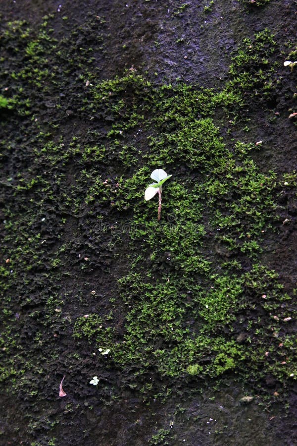 Sprout Shoots from Mosses on Tree Barks Stock Photo - Image of ...