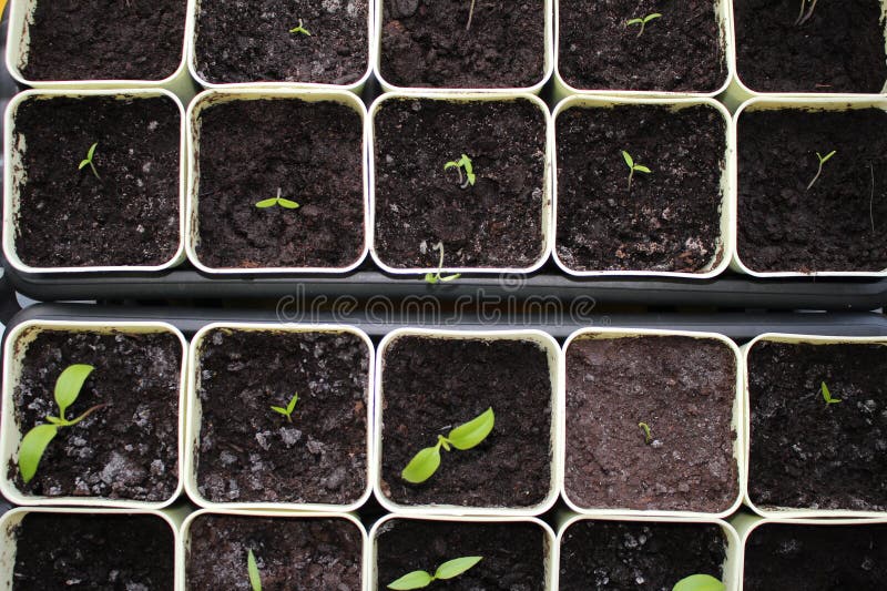 Sprout stock image. Image of cultivate, seedlings, gardener - 371054373
