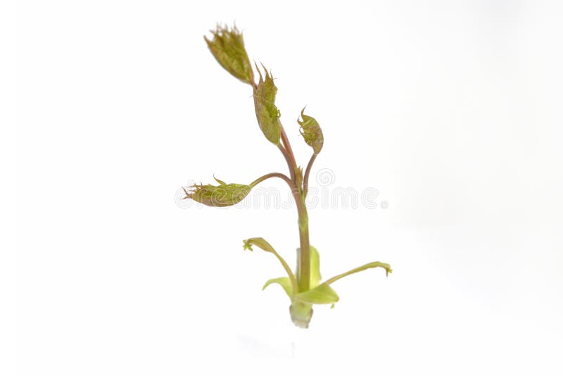 Sprout stock photo. Image of sprout, overcome, shoot - 105058346