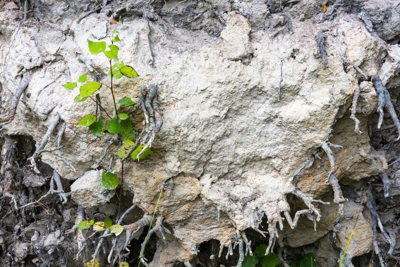 Sprout a Small Tree on the Background of a Fallen Tree. Stock Image ...