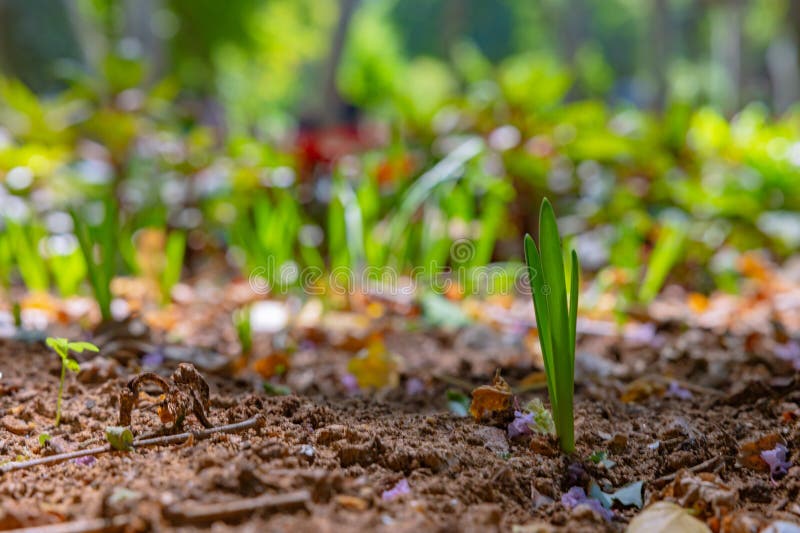 Sprout in the Soil in Focus. Biodiversity Concept Photo Stock Photo ...