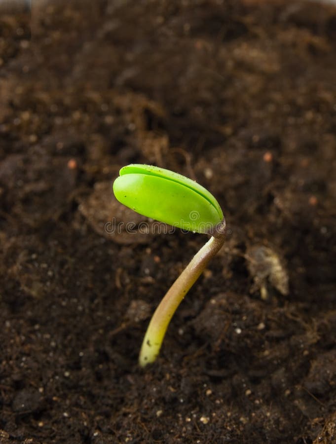Sprout of soy stock photo. Image of nature, healthy, immature - 8835214