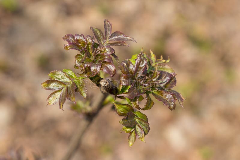 Sprout in spring stock image. Image of plants, foliage - 39817927
