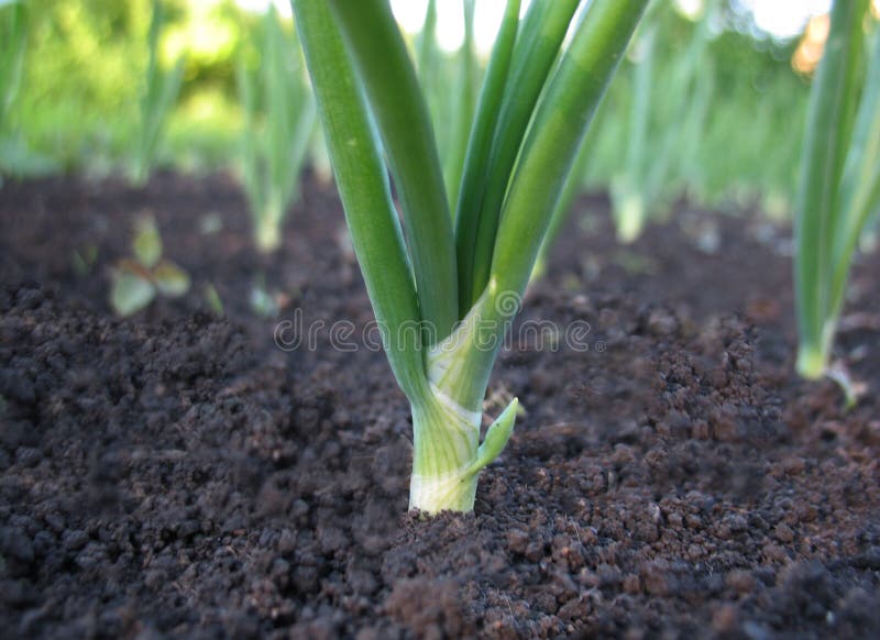 Sprout of spring onions stock photo. Image of authentic - 92005358