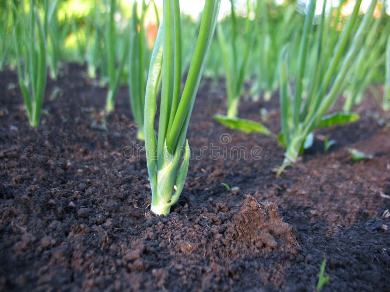 Sprout of spring onions stock image. Image of growth - 92005465