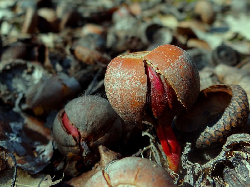Acorn sprouting stock photo. Image of root, sprout, vegetation - 13546726