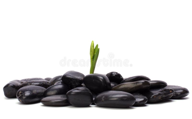 Sprout and stones stock photo. Image of plant, pebble - 12044126