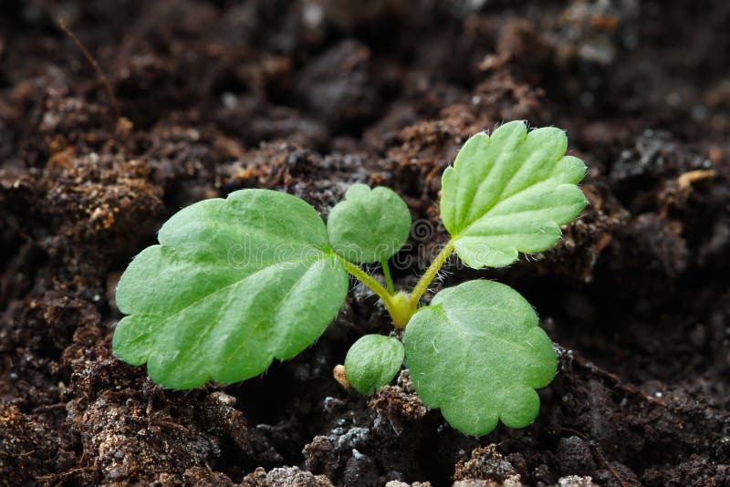 Sprout strawberries stock image. Image of ground, plant - 52723933