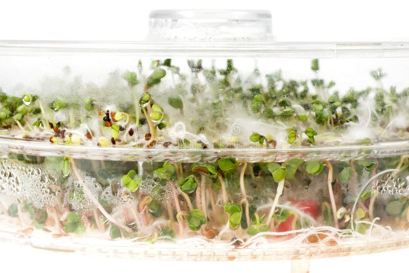 Sprout in a Transparent Dish Stock Photo - Image of radish, health ...