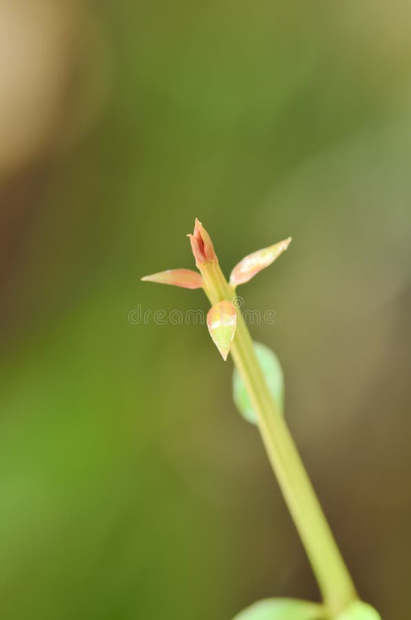 Sprout of tree branch stock photo. Image of beauty, country - 28104980