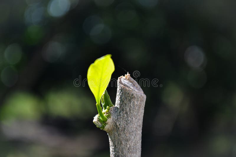 Sprout of a tree stock image. Image of life, abstract - 160914361