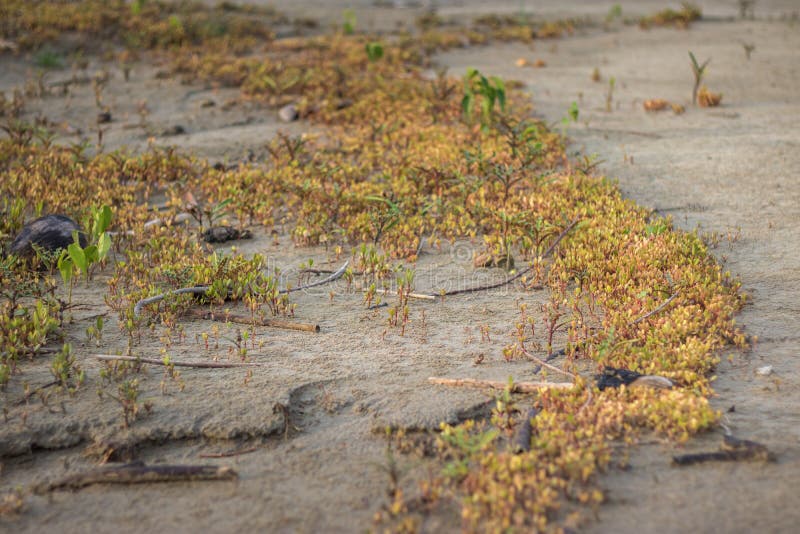 Sprout tree stock image. Image of plant, beginning, group - 131472687