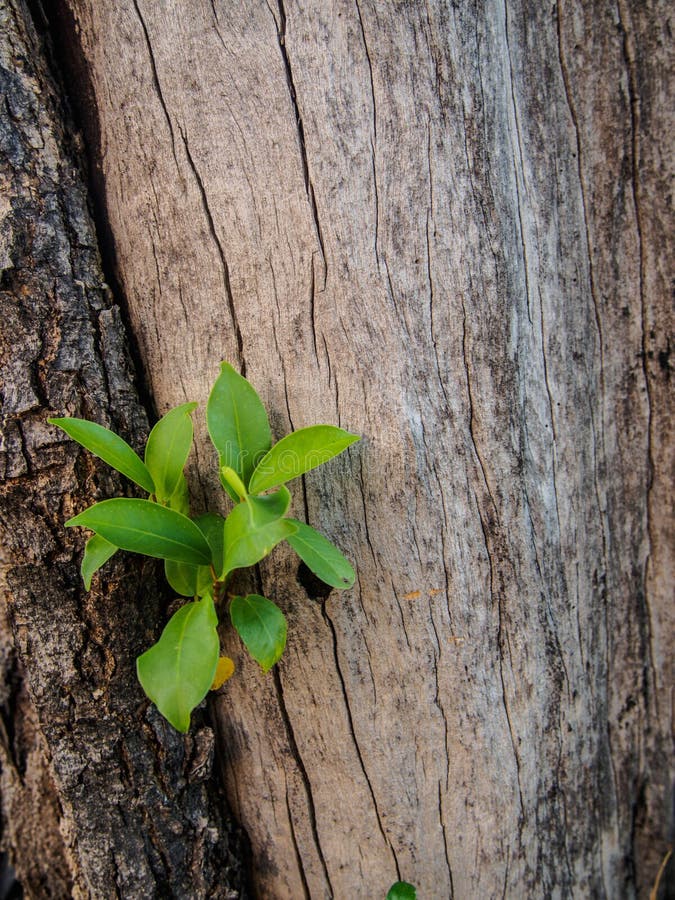 Sprout on the tree stock image. Image of environmental - 98763147