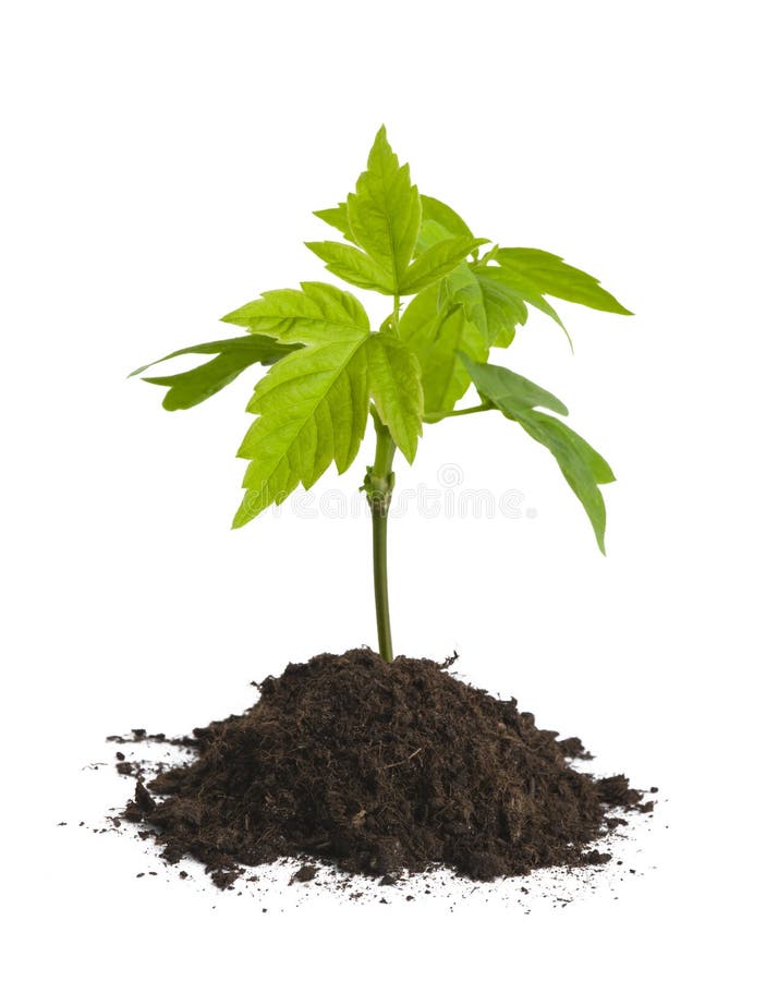 Sprout of Tree Growing in Soil Isolated on White Background Stock Photo ...