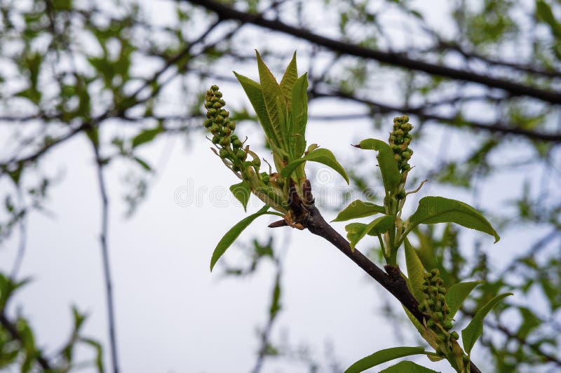 Sprout of a Tree with Leaves Stock Photo - Image of foliage, ecology ...