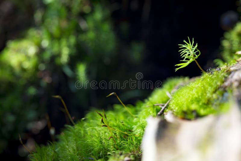 A Sprout of a Tree Makes Its Way through Green Moss in the Forest Stock ...