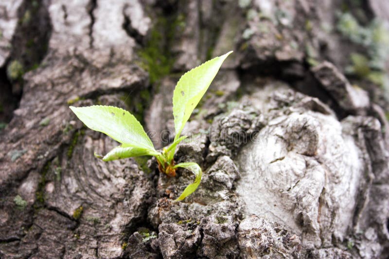 Sprout Tree. Photo for Your Design Stock Photo - Image of agriculture ...