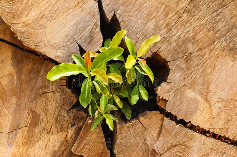 Sprout of a Tree Sprouting on Its Trunk Stock Photo - Image of lumber ...