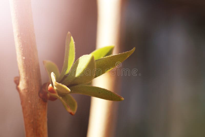 Sprout on the Tree Under the Sunlight Stock Image - Image of life ...