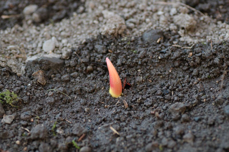 Sprout of Tulip Bulb Isolated Stock Image - Image of botany, macro ...