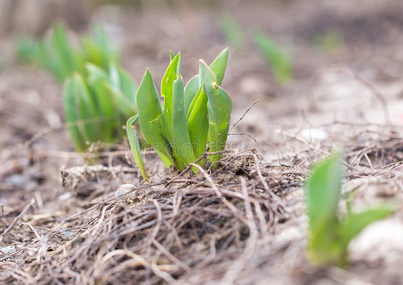 Sprout Tulip In Nature. Macro Stock Photo - Image of small, grow: 67086476