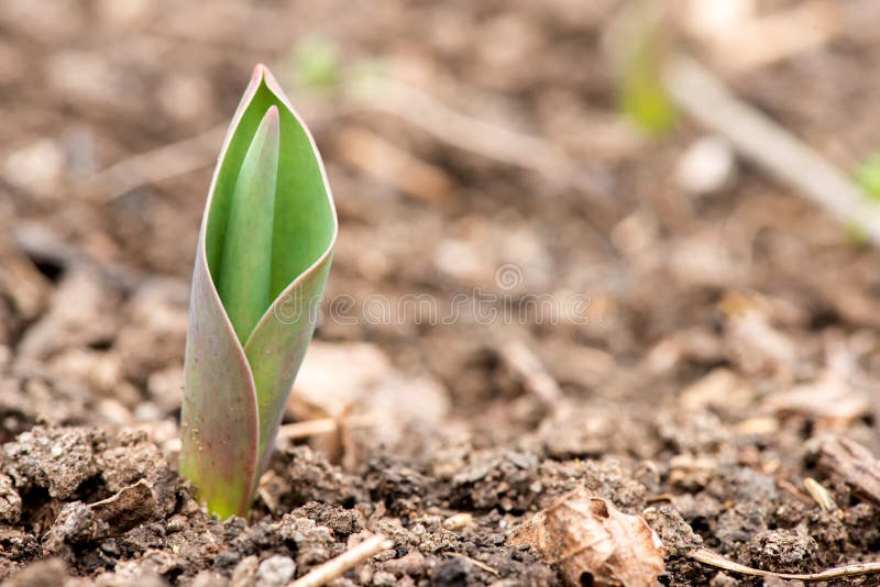 Sprout Tulip in Nature. Macro Stock Photo - Image of ground, fresh ...