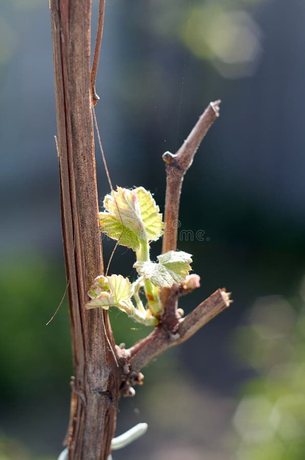 Sprout of Vitis Vinifera, Grape Vine. New Leaves Sprouting at the ...