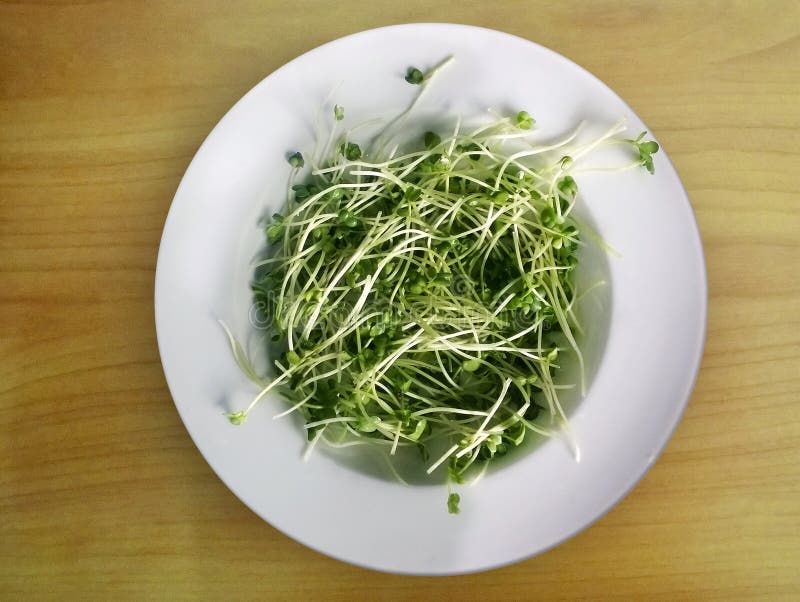 Sprout wasabi stock photo. Image of sprout, fresh, dish - 44692922