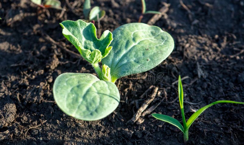 Sprout of Watermelon in the Ground in Spring. Stock Image - Image of ...