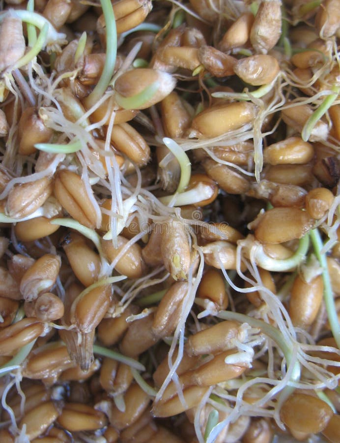 Sprout of wheat stock image. Image of young, authentic - 81275875