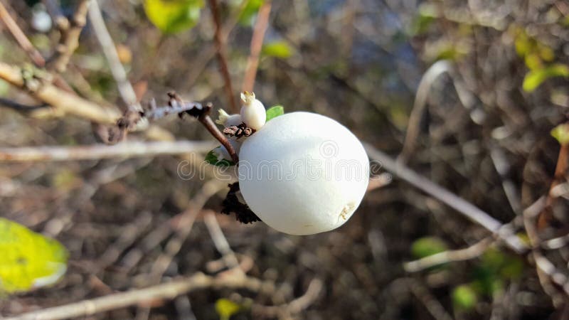 The Sprout of a White Berry Stock Photo - Image of round, plant: 193675324