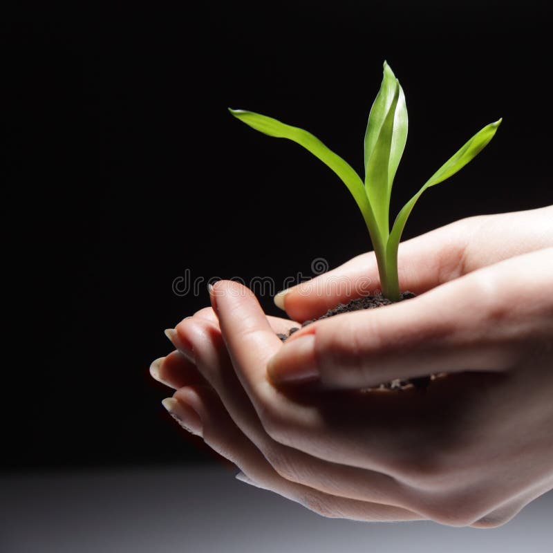 Sprout in woman hand stock photo. Image of fragility - 18666188