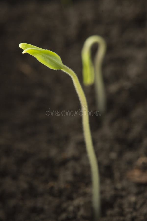 Sprout stock image. Image of macro, growing, land, emerging - 214123243