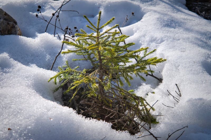 A Sprout of a Young Spruce Makes Its Way from Under the Snow in the ...