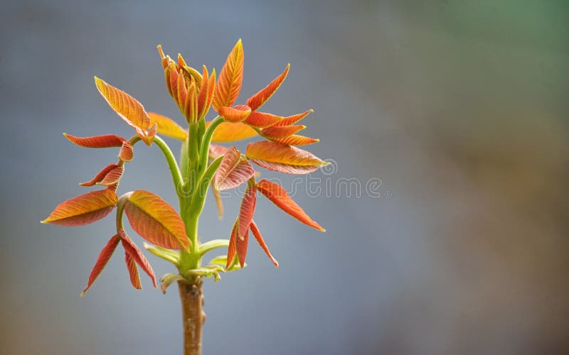 Sprout of Young Walnut Tree Stock Photo - Image of healthy, agrarian ...