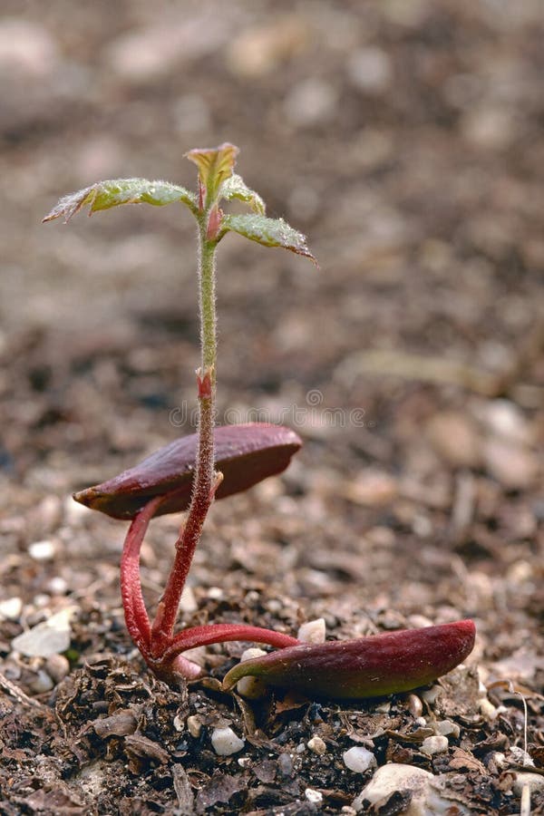 Sprouted acorn, common oak stock photo. Image of botany - 239127242