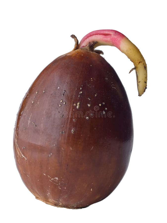 Sprouted Acorn stock image. Image of plants, white, isolated - 47427535