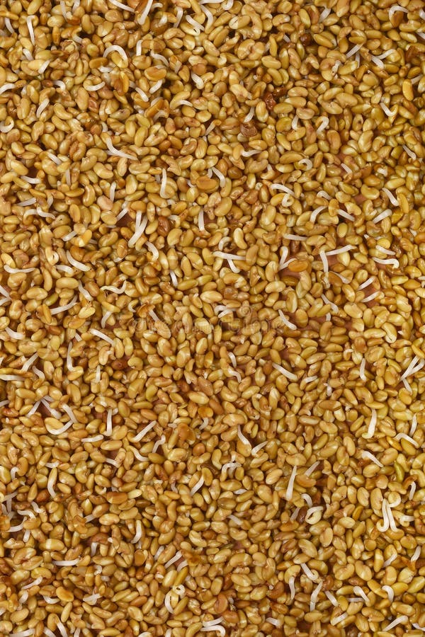 Sprouted alfalfa seeds stock image. Image of tiny, organic - 376950237