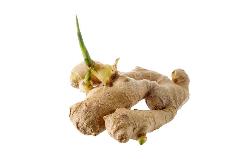 Sprouted Asian Ginger Isolated on White Stock Image - Image of plant ...