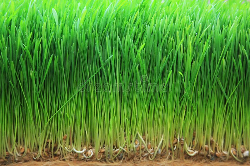 Barley field stock image. Image of ripe, summer, straw - 10556771