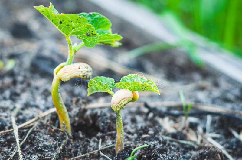 Sprouted Bean Seed and Young Green Leaves from the Cotyledon Grow from ...