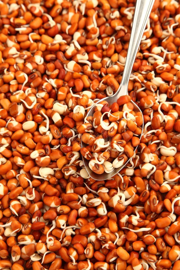 Sprouted beans stock photo. Image of asian, macrobiotics - 93942842