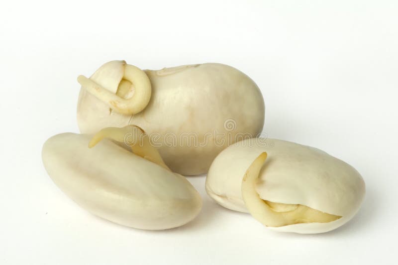 Sprouted beans close up stock image. Image of grow, fresh - 23164405