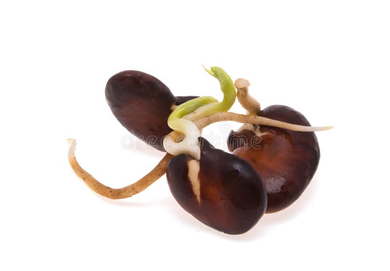 Sprouted beans isolated stock photo. Image of agriculture - 204786456