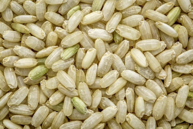 Sprouted brown rice stock image. Image of sprouted, cereal - 53353823