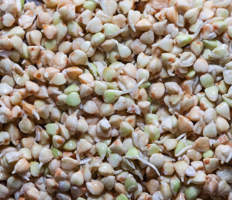 Sprouted Buckwheat on Half of White Plate with Copy Space Stock Image ...