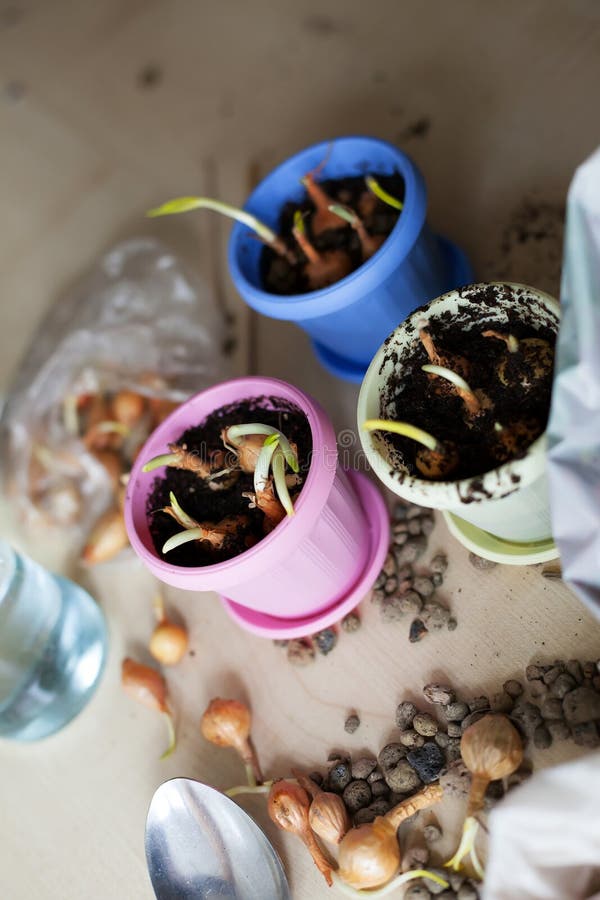 Sprouted Bulbs of Onions in Pots on Table Stock Photo - Image of sprout ...