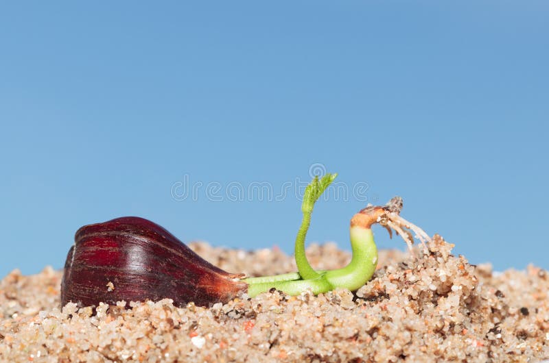 Sprouted Chestnut stock photo. Image of agriculture - 373621158
